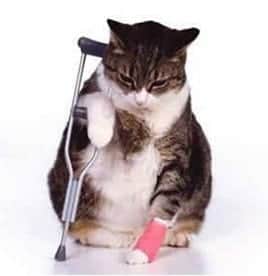 Arthro Aid (Large Joints) - Biogetica