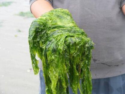 Spirulina: The Superfood with 10 Spectacular Benefits